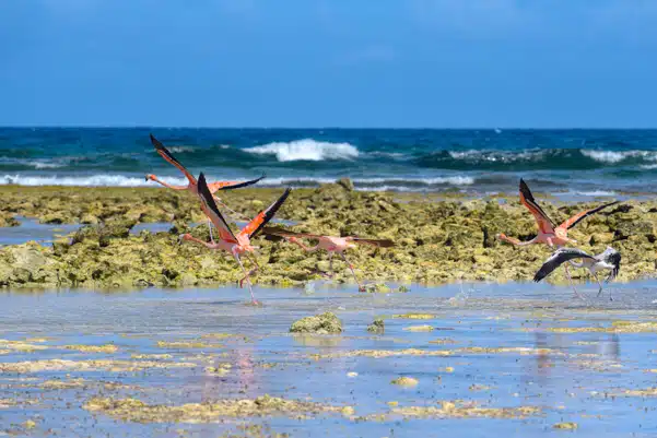 Invest TCI Brochure - Invest Turks and Caicos